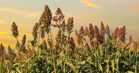 Mighty Millets Have Potential for Positive Change - - Johns Hopkins ...